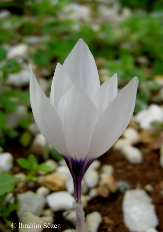 The Country Of Crocuses: Crocus mathewii