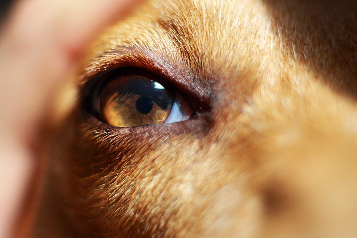 Mi Veterinaria Online: Mi perro tiene los "ojos rojos" ¿Qué hago ahora?