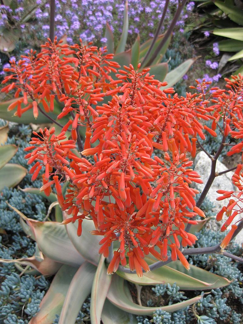 Aloes - Healthful or Harmful - it may depend upon its preparation