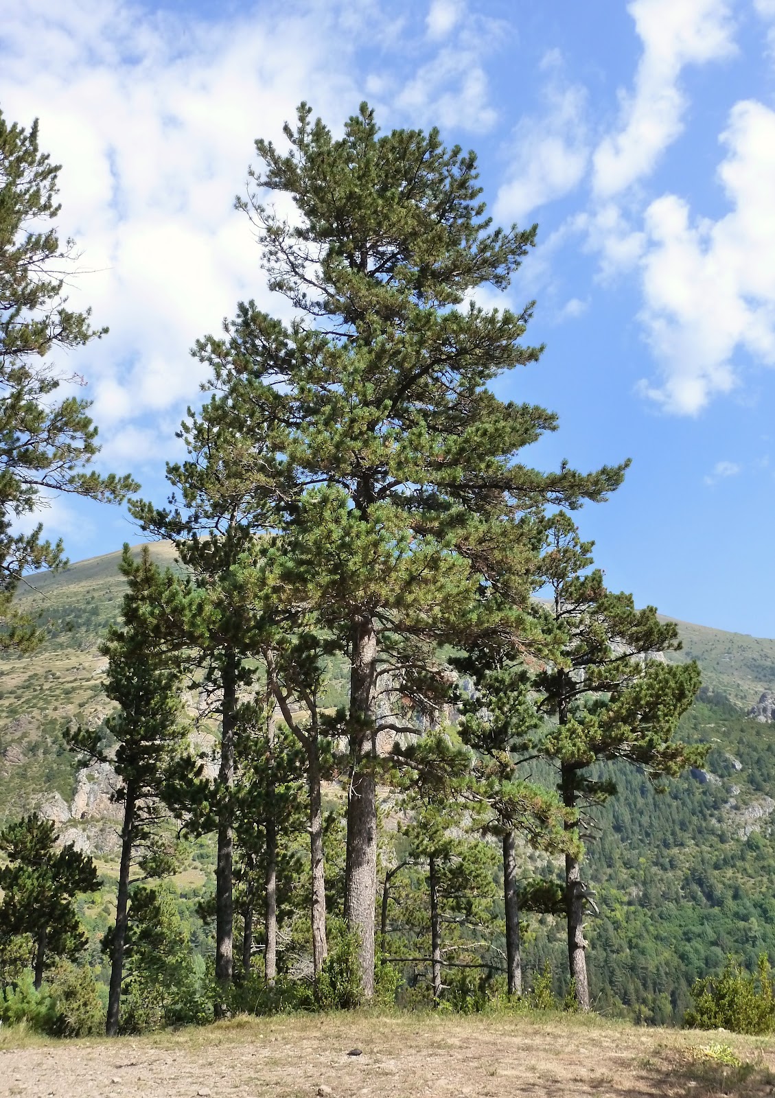 Árboles con alma: Pino negro. Pi negre. (Pinus uncinata)