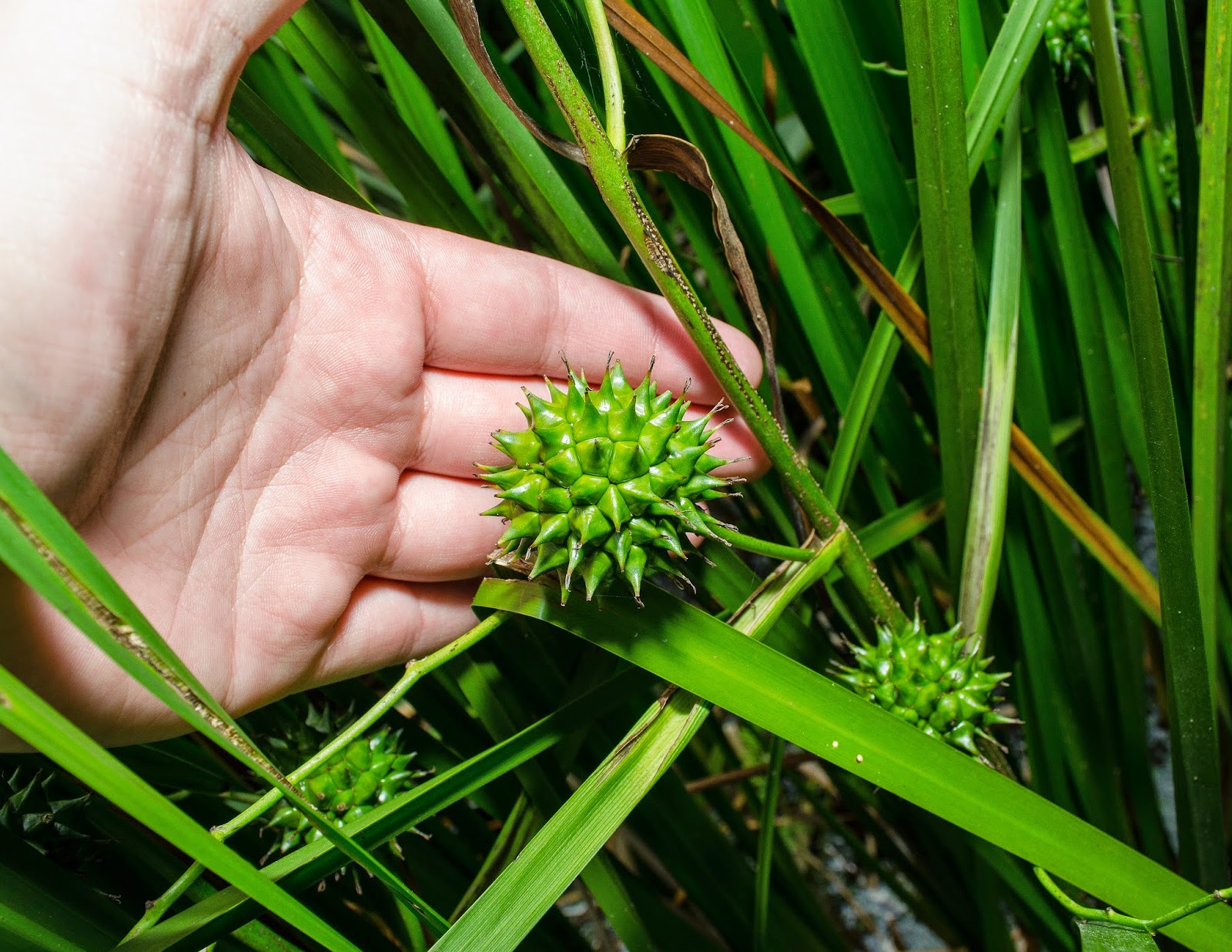 On the Subject of Nature: Some Plants from Calamus Swamp