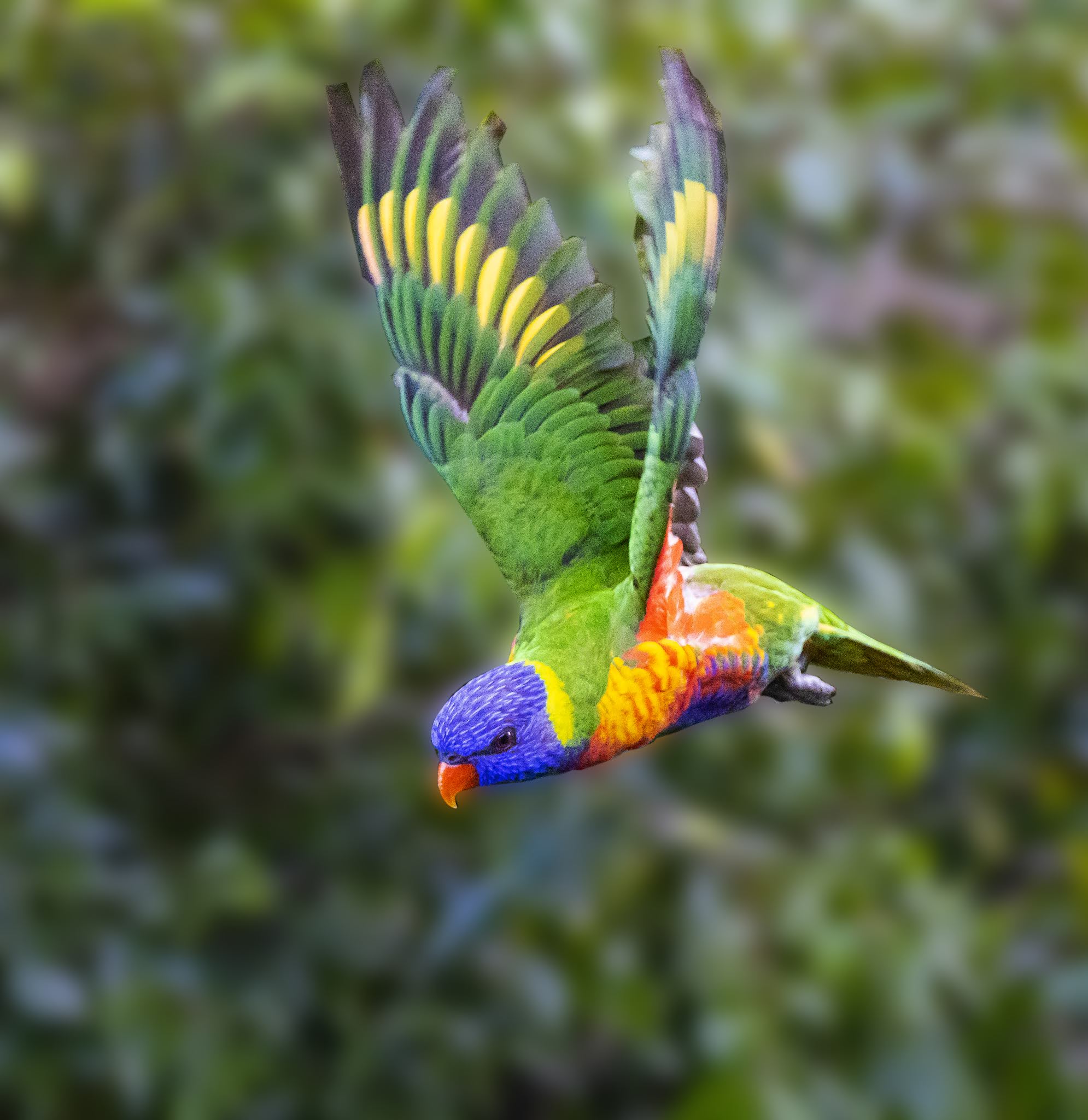 Rainbow Lory Flying