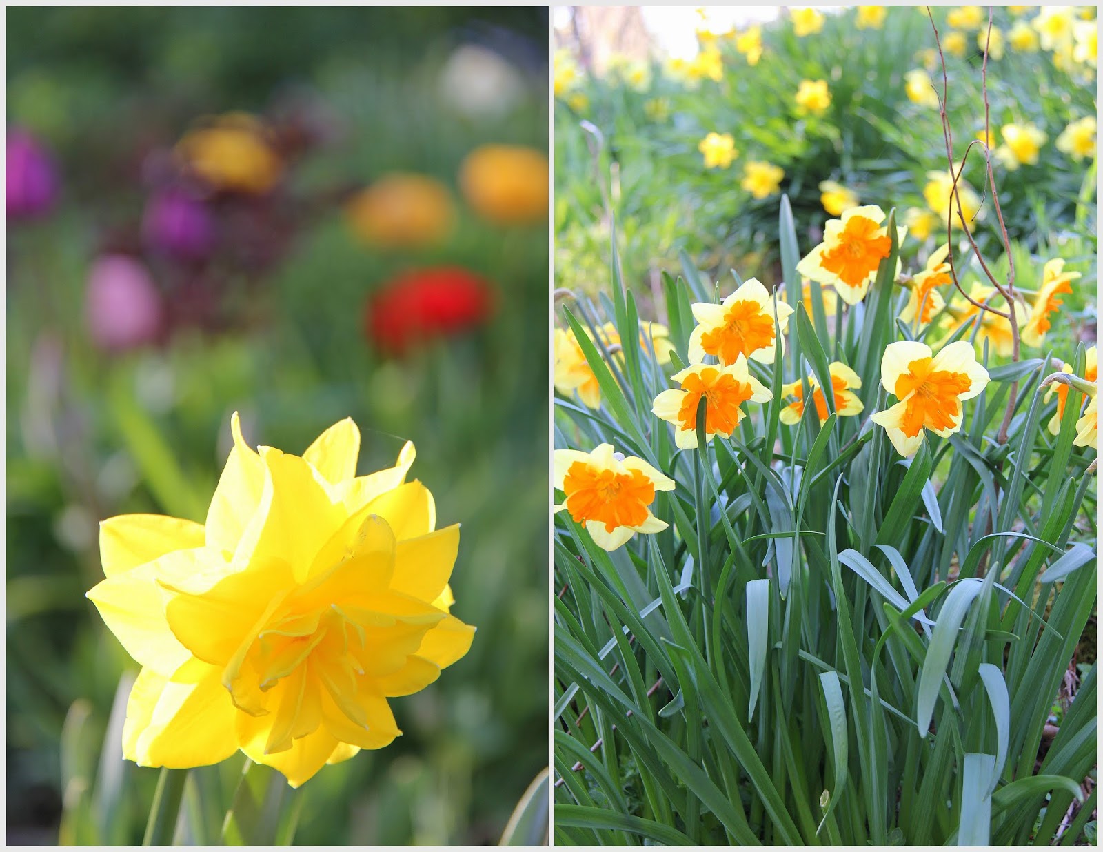 Aiken House & Gardens: Late May in our Garden