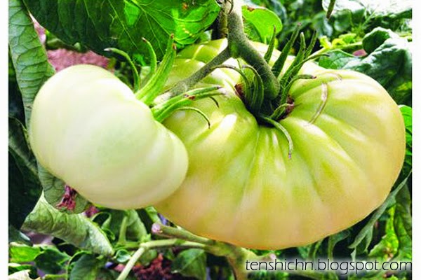 181: Crystal Tomato Launch in Malaysia - Crystal Tomato Plus & Crystal ...