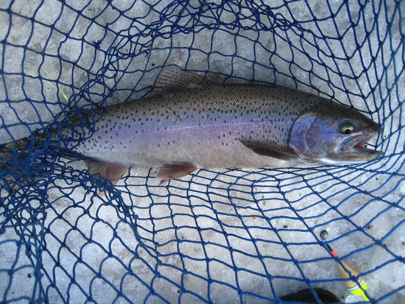 The Fishing Doctor's Adventures: Big Bear Lake Rainbow Trout Fishing ...