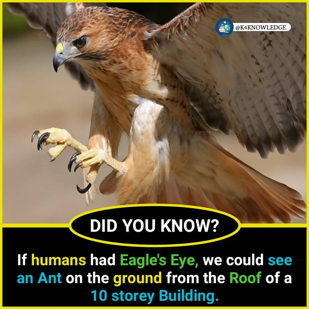 [50+] Amazing Facts that you Should Know