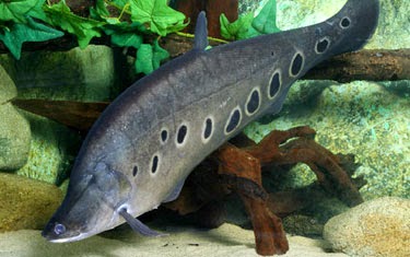 Jenis jenis ikan air tawar di malaysia...moh la nengoknyer ...