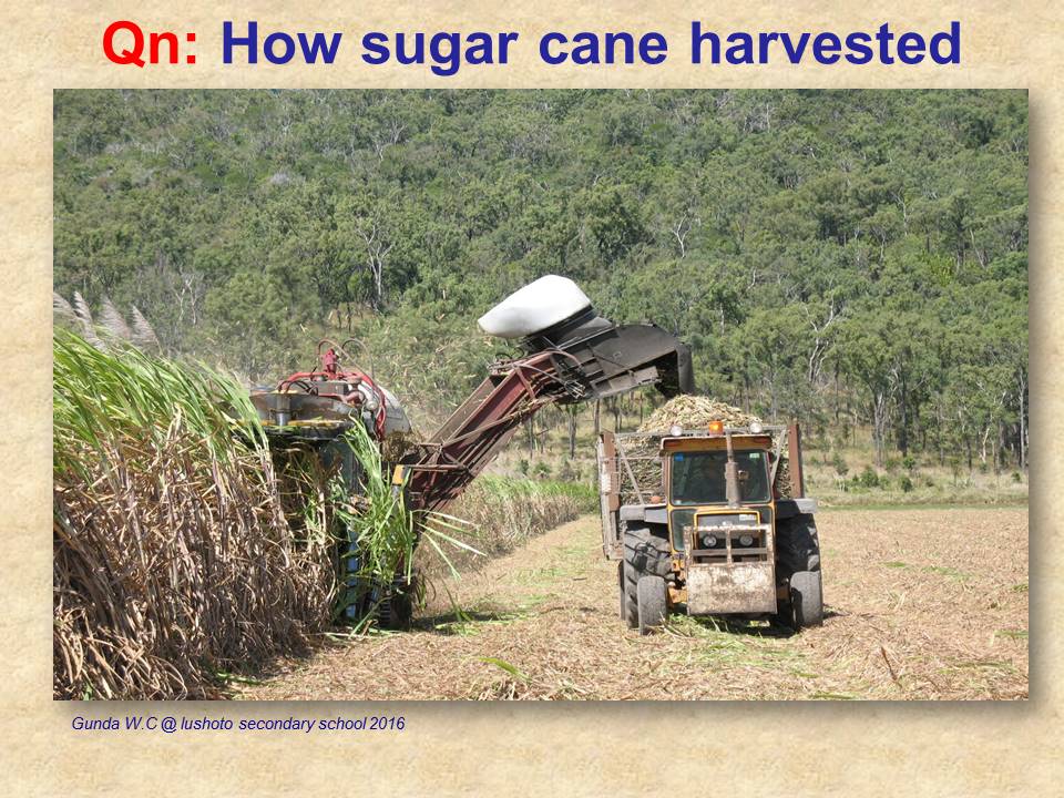 NYUMBA: AGRICULTURE - SUGAR CANE PRODUCTION (LESSON NOTES FOR FORM TWO)