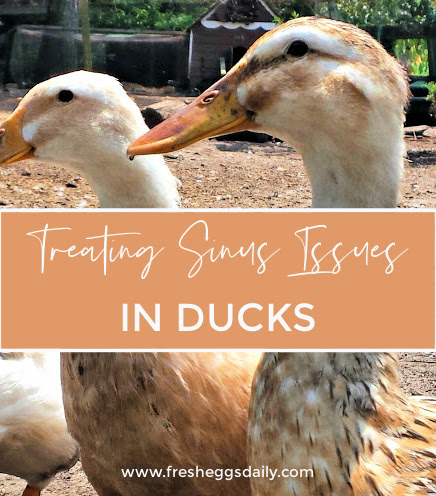 Treating Foamy Eye and Sinus Issues in Ducks Naturally - Fresh Eggs ...