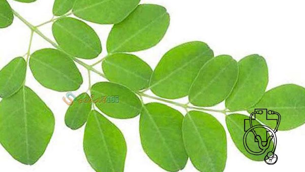 10 Manfaat Daun Kelor bagi Tubuh Manusia | Kang Sodikin Blog