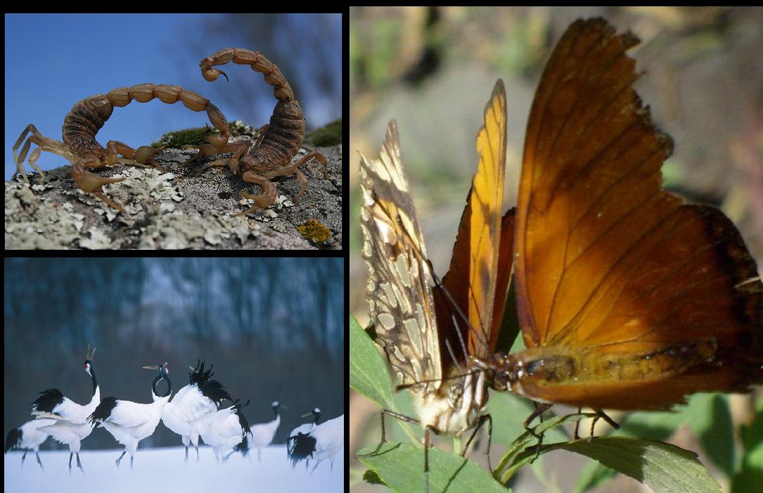 cortejo animal: cortejo