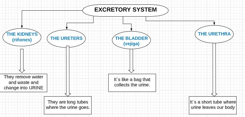 UNIT 4: DIET, DIGESTION AND EXCRETION