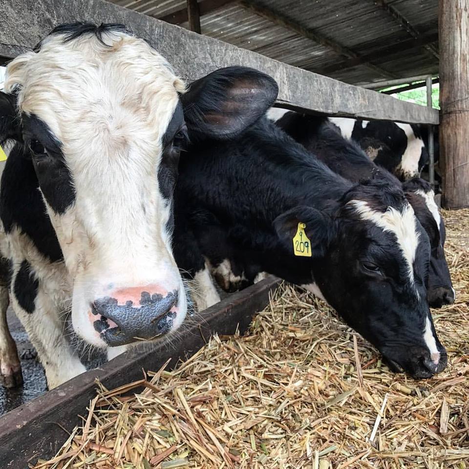 Ladang Lembu Tenusu Desa Dairy Farm Mesilou Kundasang