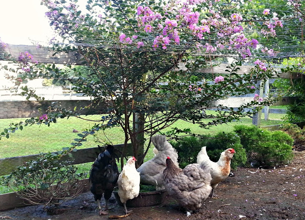 Landscaping our New Chicken Run - Fresh Eggs Daily® with Lisa Steele
