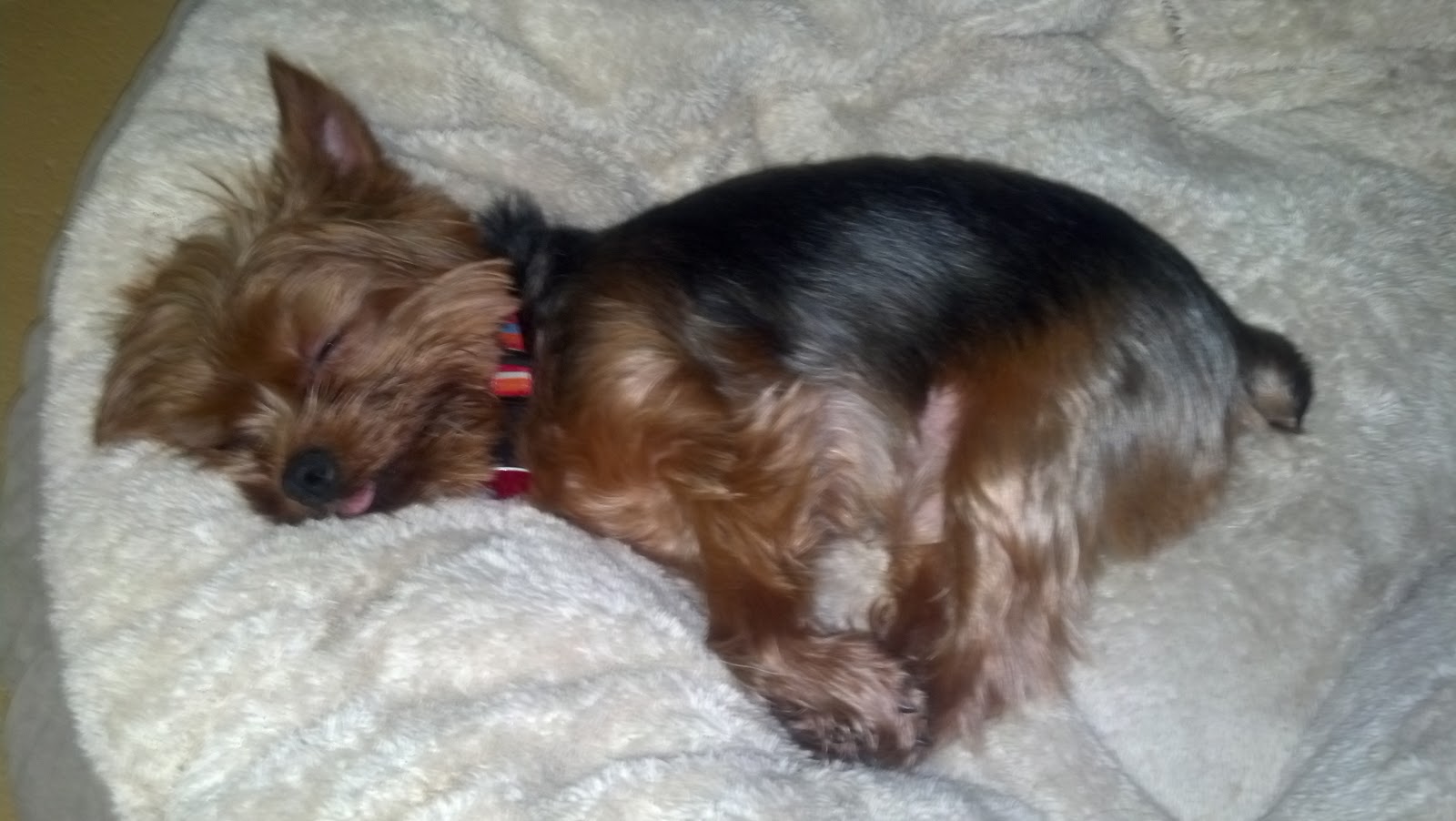 Quilt Crazie: Spoiled Yorkie