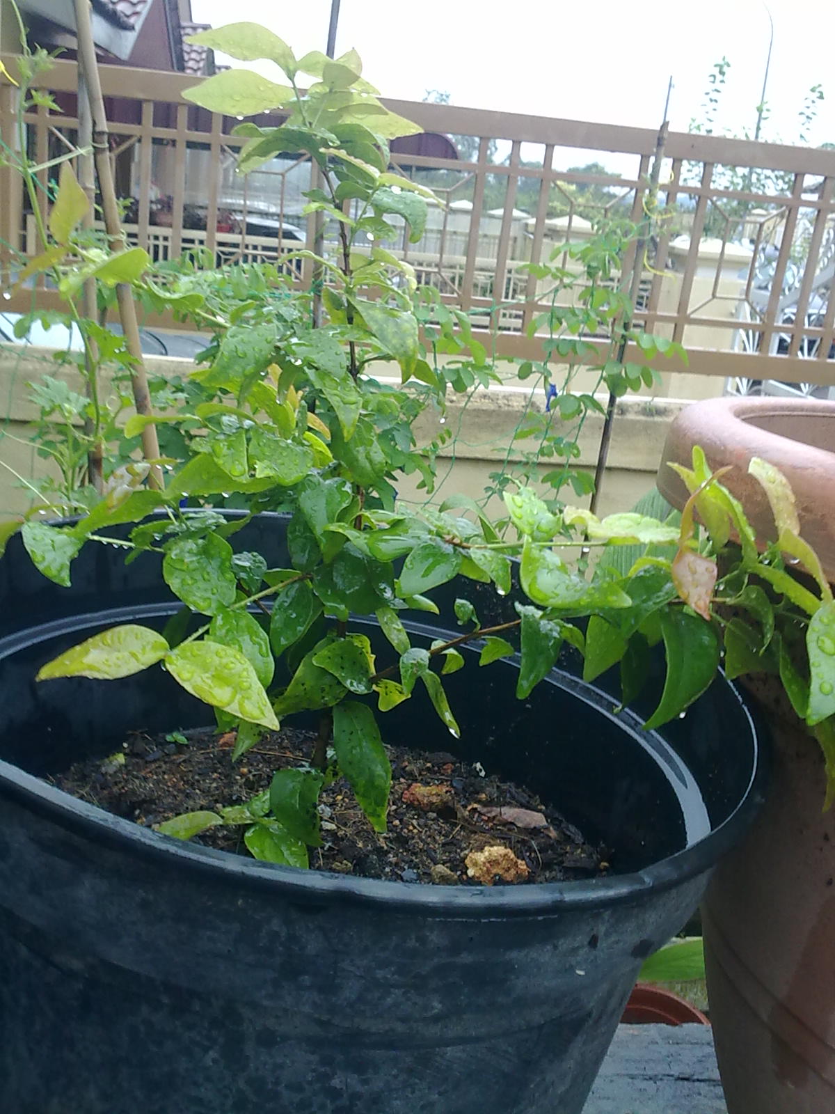 Manfaatkan masa menghasilkan kemanfaatan: Cermai Mekah / cermai Belanda