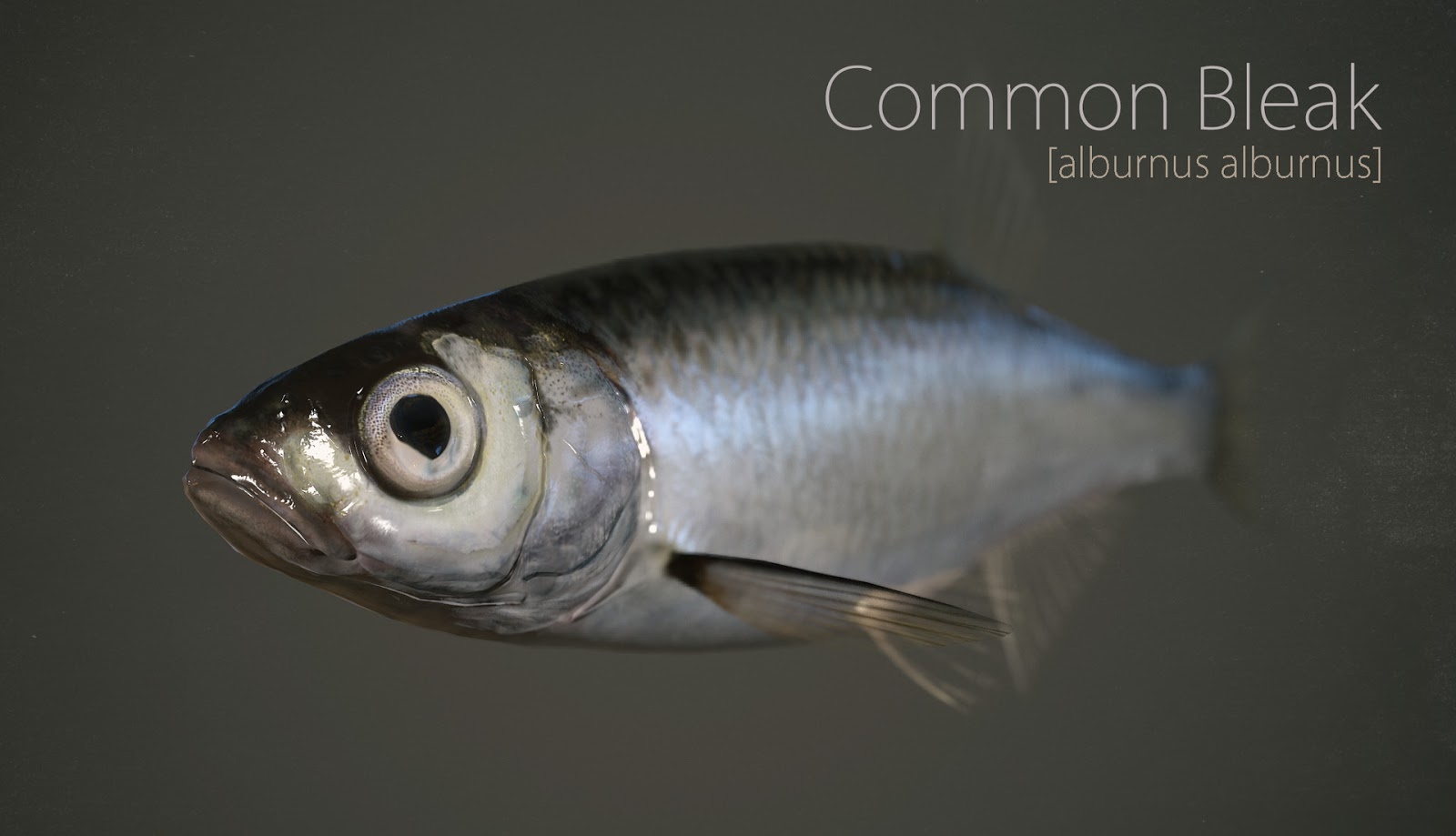 The Bleak fish | Computer Graphics Daily News