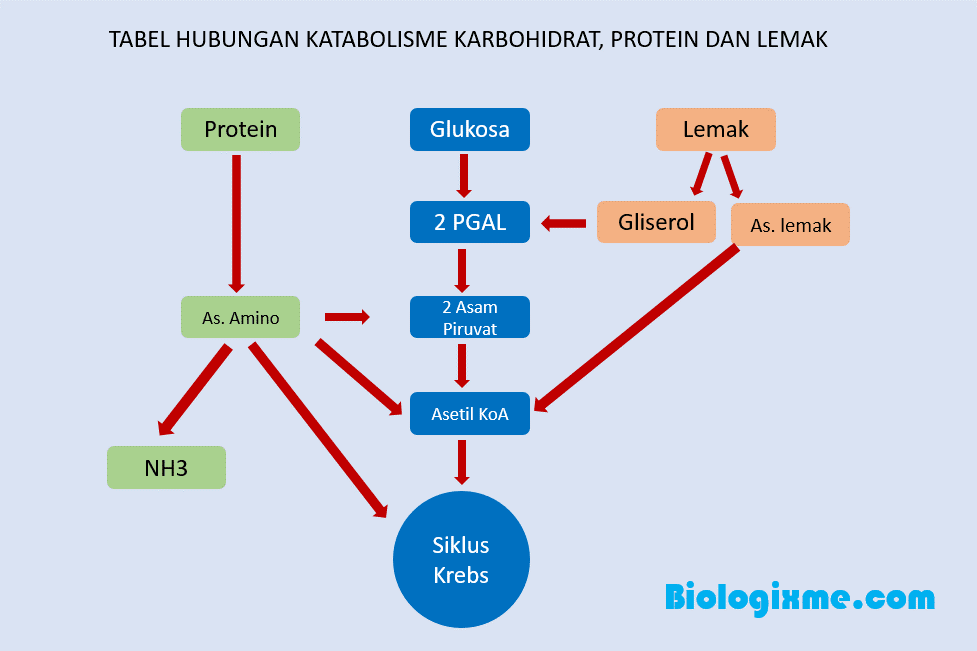 Hubungan Katabolisme Karbohidrat, Protein dan Lemak - BIOLOGIXME