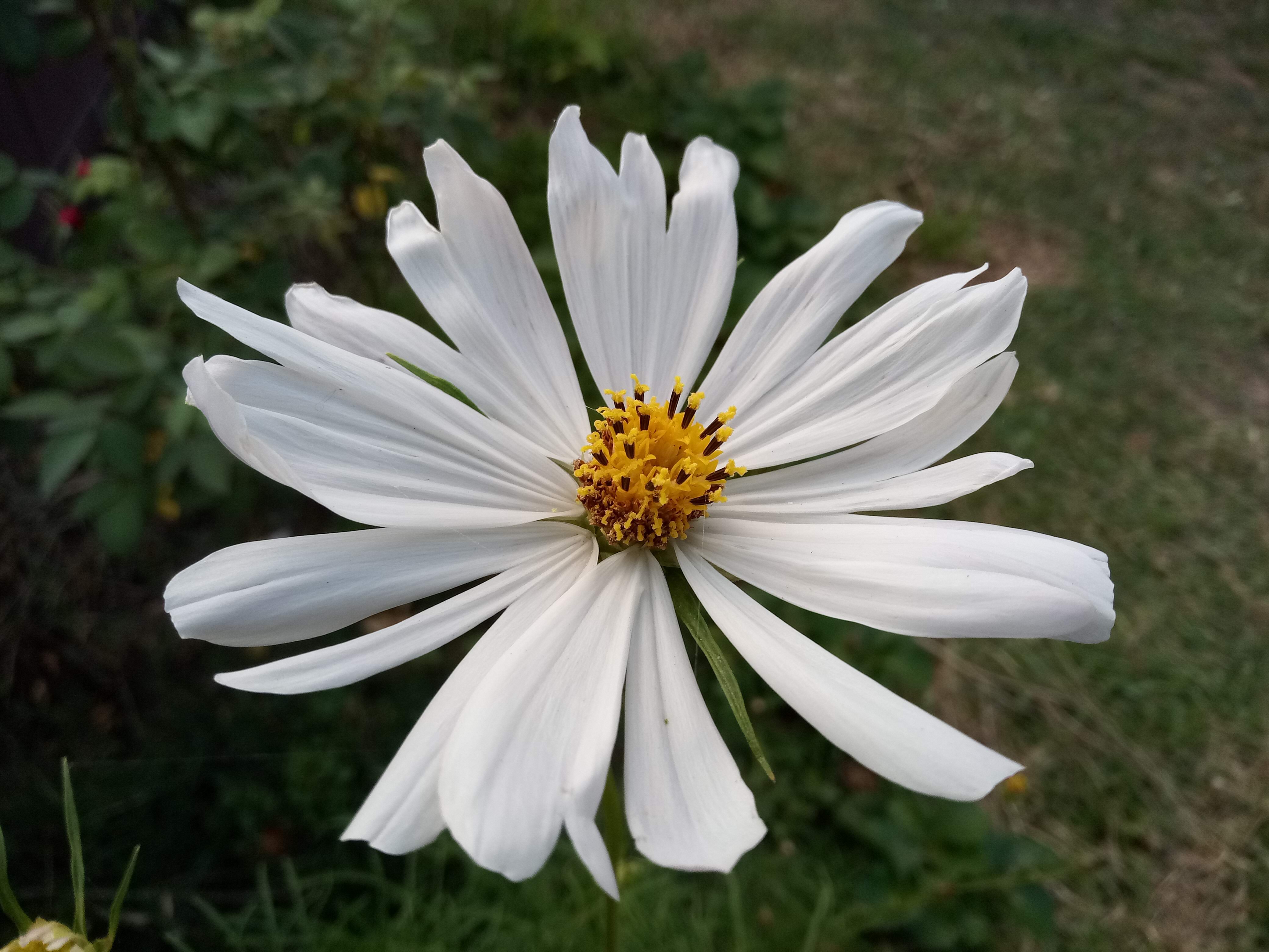 My Small Garden: Pokok Bunga Cosmos - koleksi di Sydney