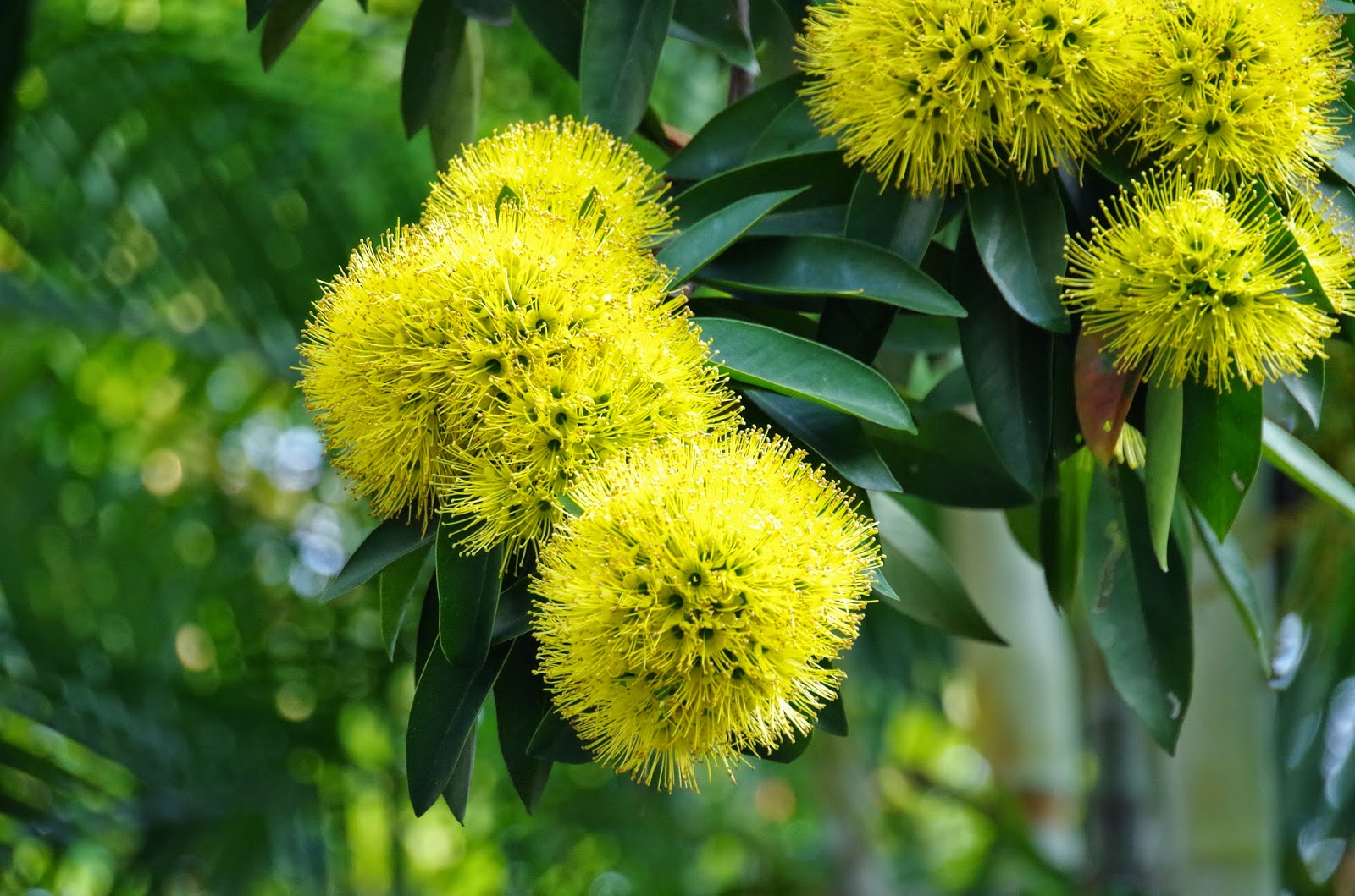 How To Prune Golden Penda at Greg Booth blog