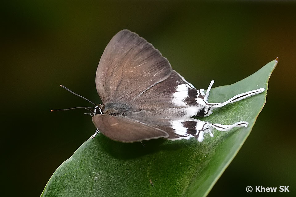 Butterflies of Singapore: Butterfly Photography at Our Local Parks ...