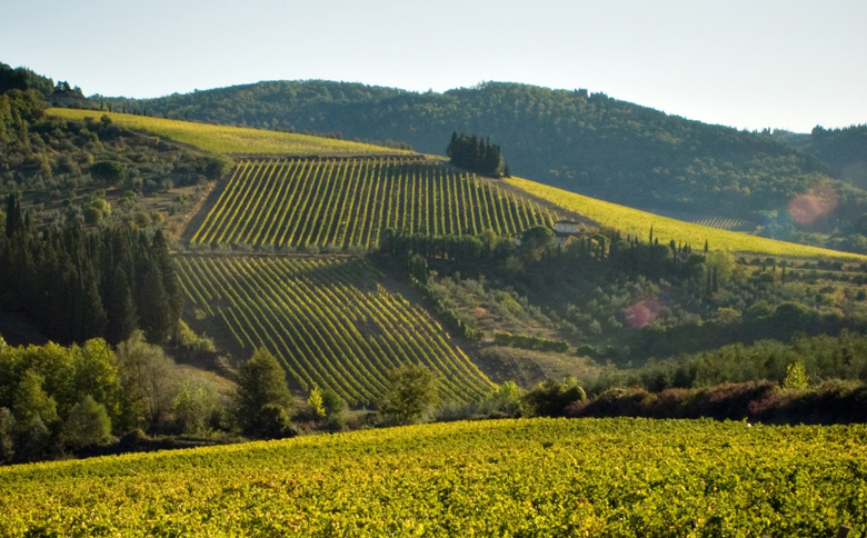 Cellar Note: Nearly Perfect - John Fodera's Tuscan Vines