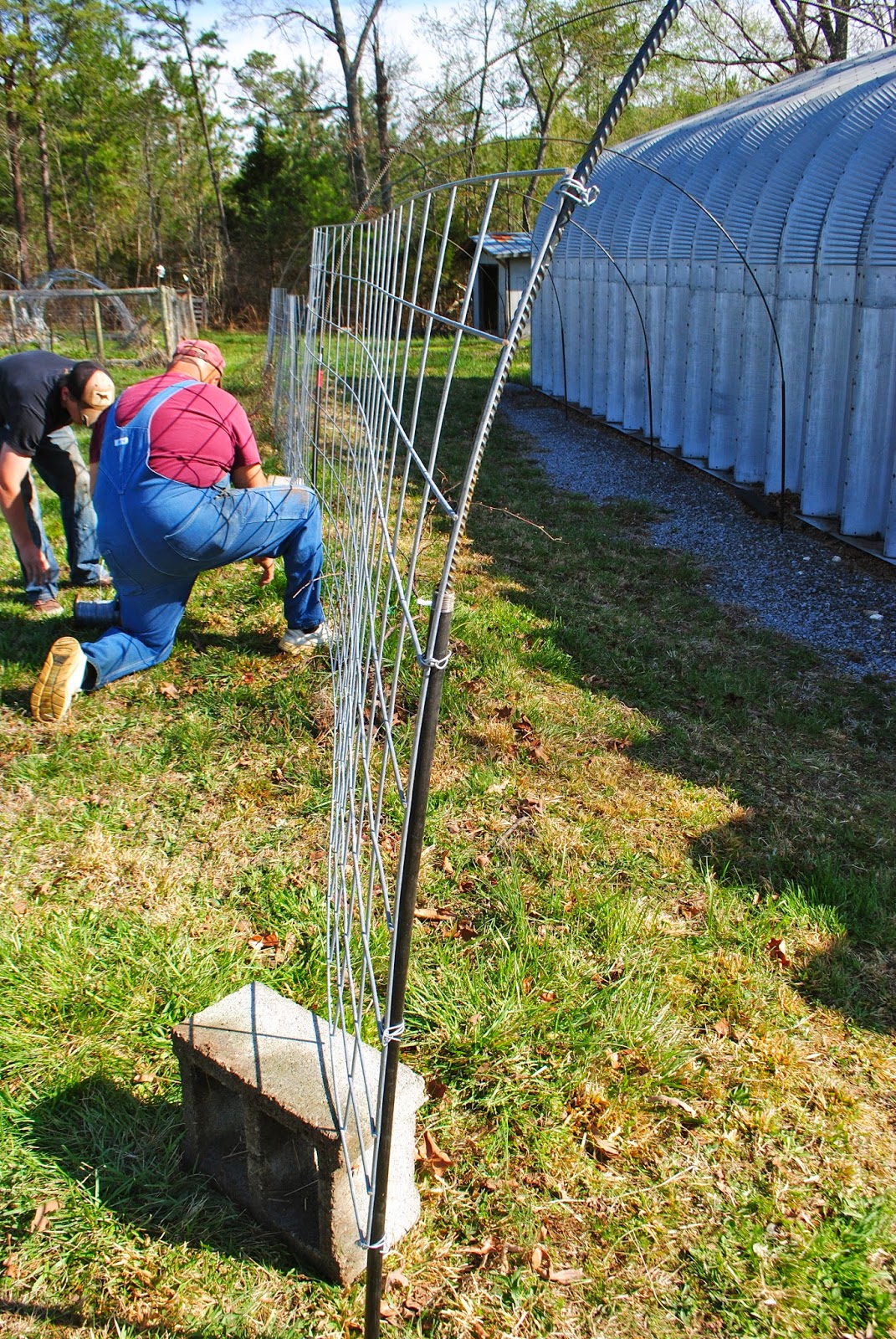 Adventures on Zephyr Hill Farm: DIY Rebar Grape Arbor