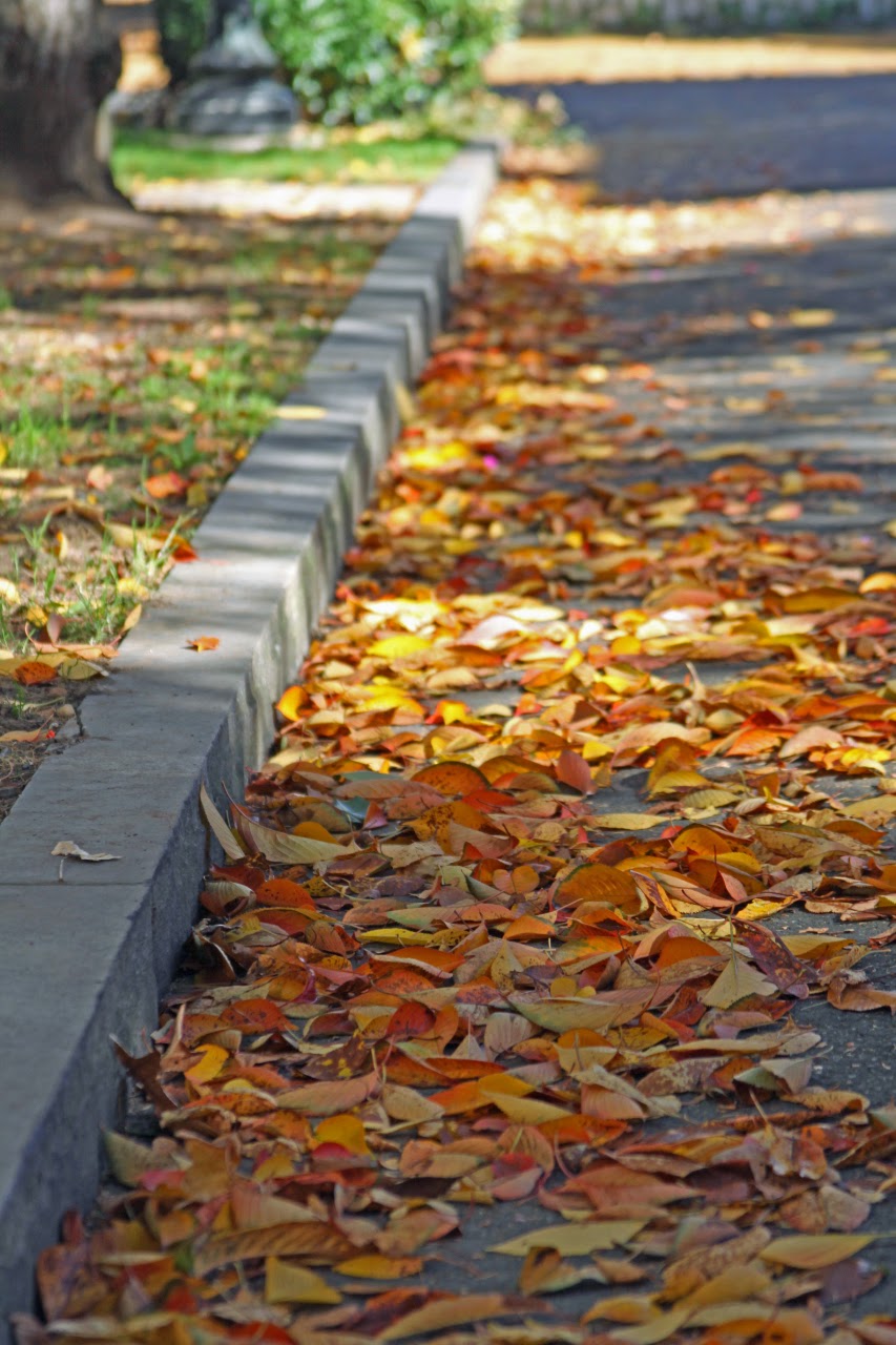 Wooster Square Blossom Blog: Fall Foliage Finely Furtive, Florid ...
