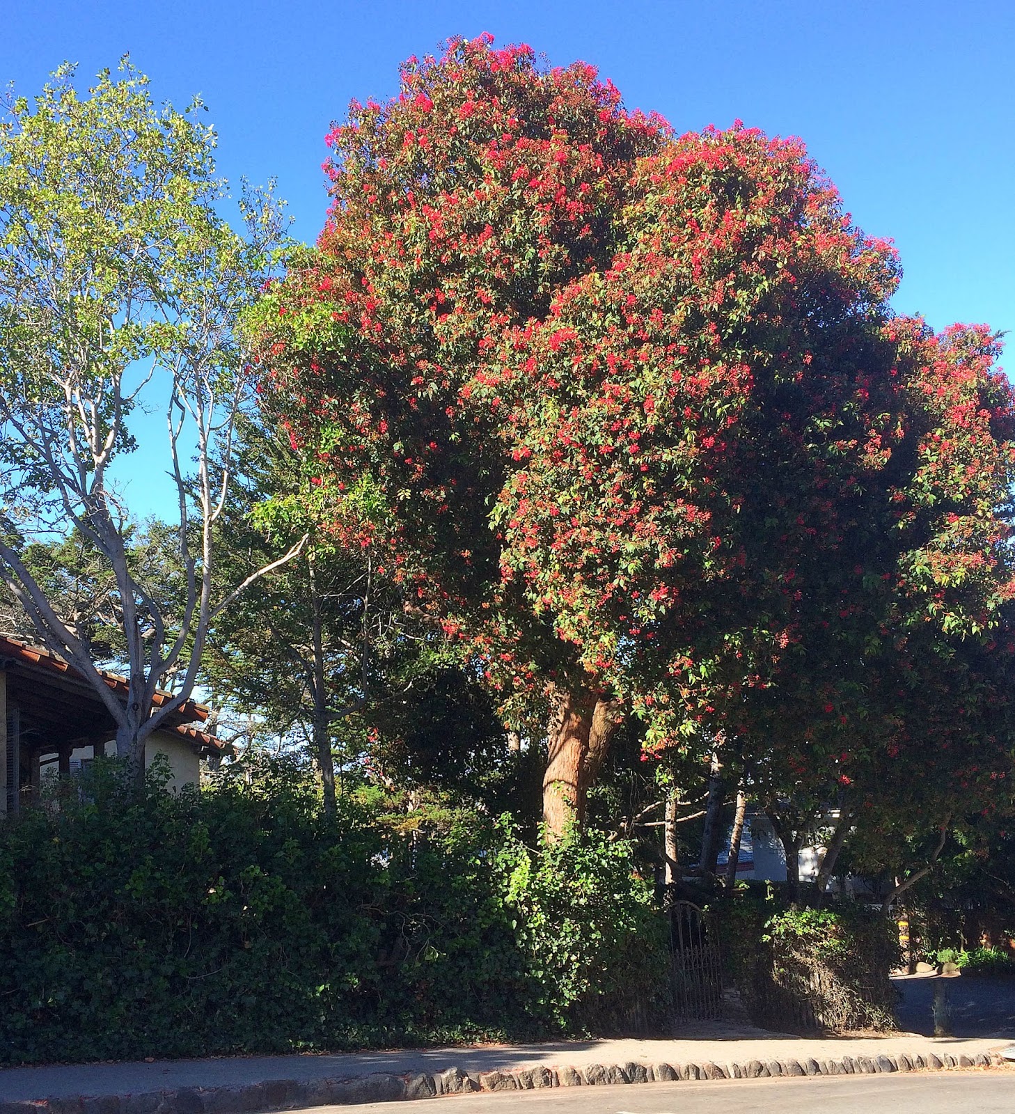 Friends of Carmel Forest Tree Tour with Dr. Matt Ritter 2016 - Carmel ...