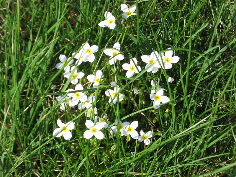 Stories from the Wigwam: Medicinal Monday...Blue for Bluets