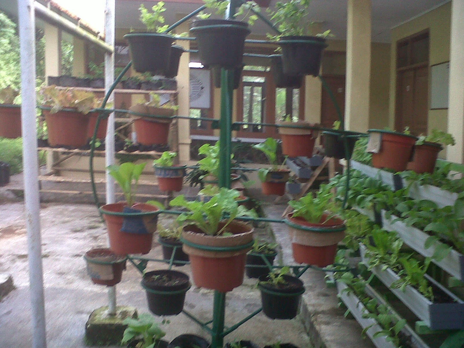 15+ Rak Kayu Untuk Tanaman Sayuran, Konsep Terbaru!