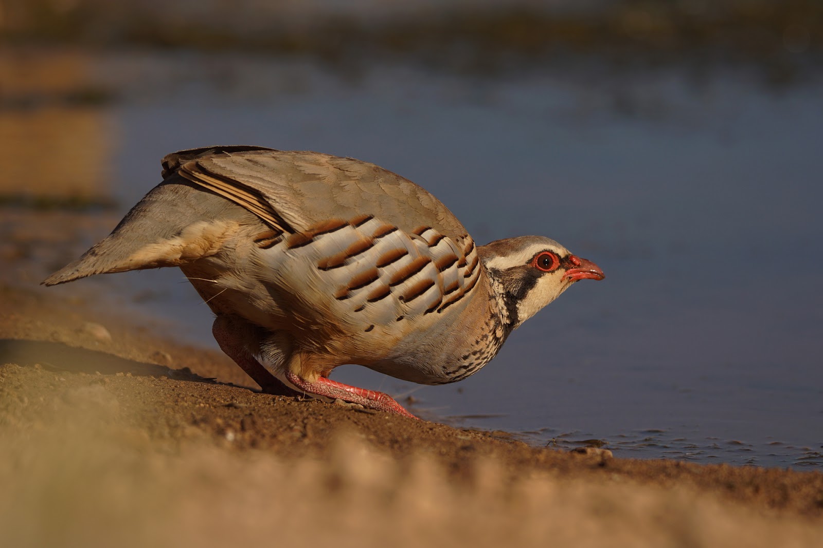 Pasión por las aves: Perdiz roja,(Alectoris rufa)