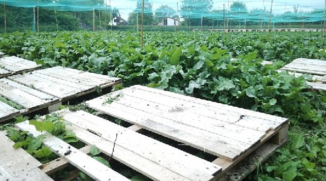 Constructing a snailery - Snail Farming