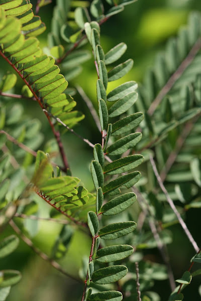 Native Florida Wildflowers: Crenulate Leadplant - Amorpha crenulata