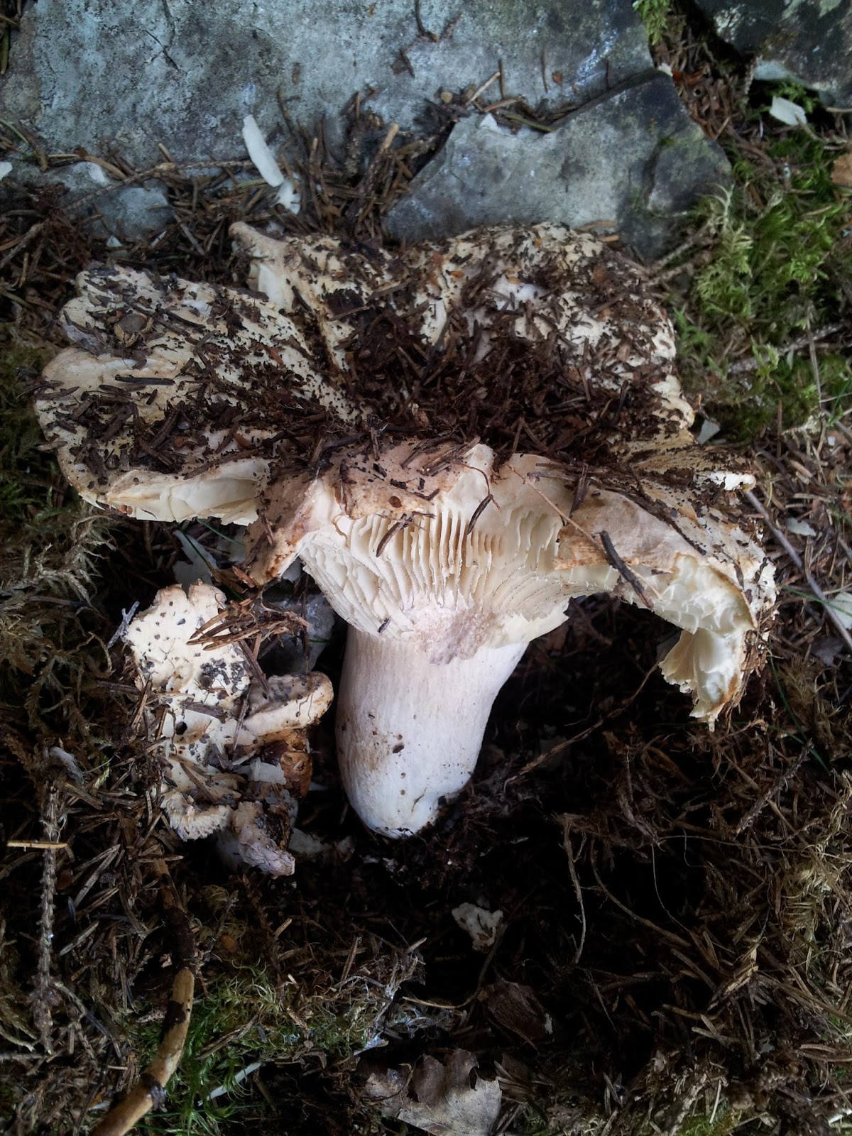 Fun with fungi: Russula chloroides. Blue Band Brittlegill.