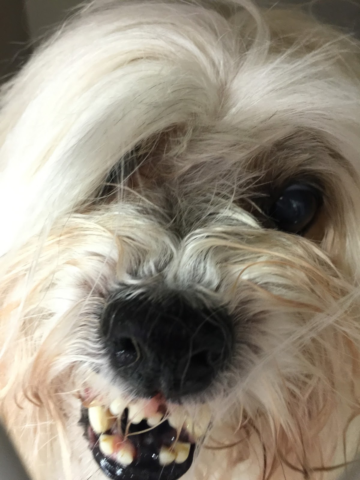 The Healthy Dog: Grooming a bad dog