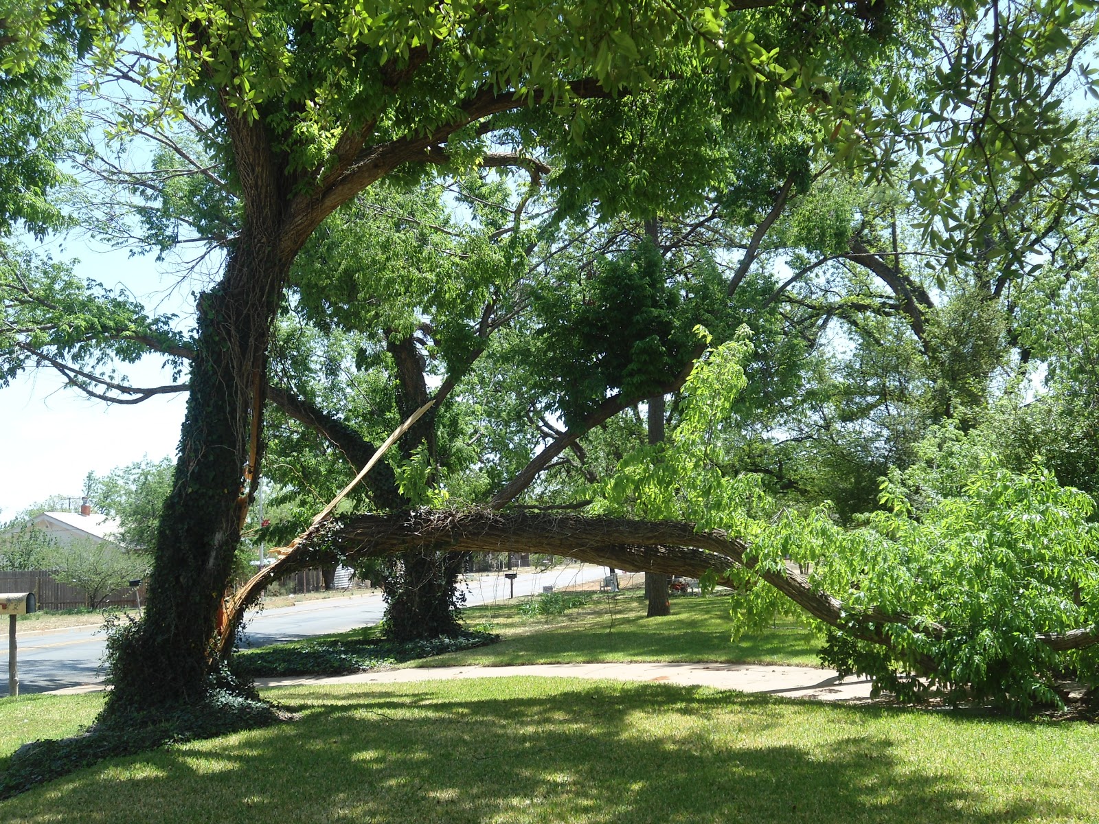 The Voice of Mitchell County: A top-heavy tree?