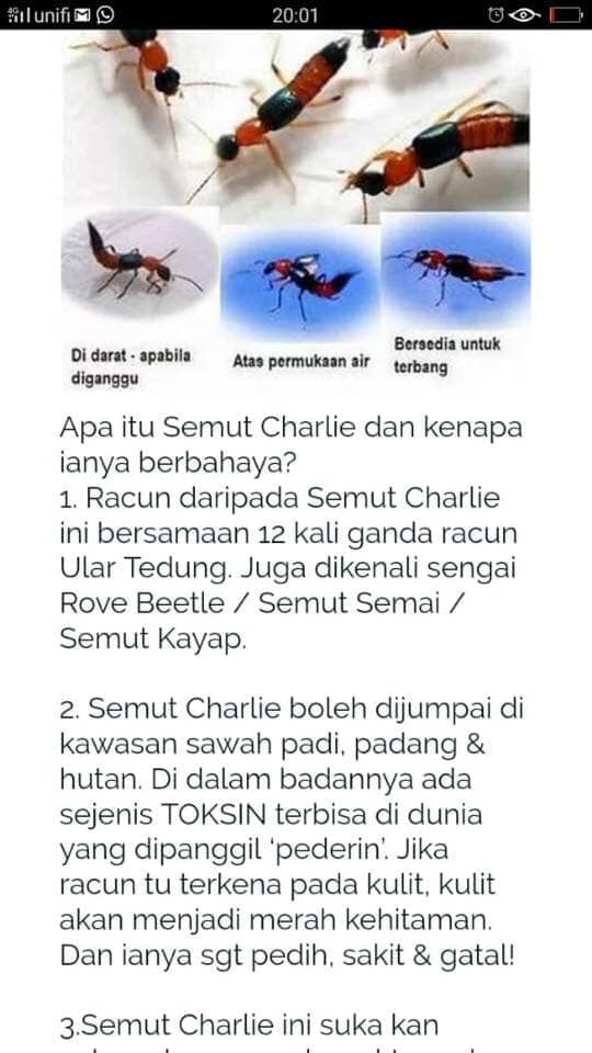 Bahaya serangan Semut Charlie!