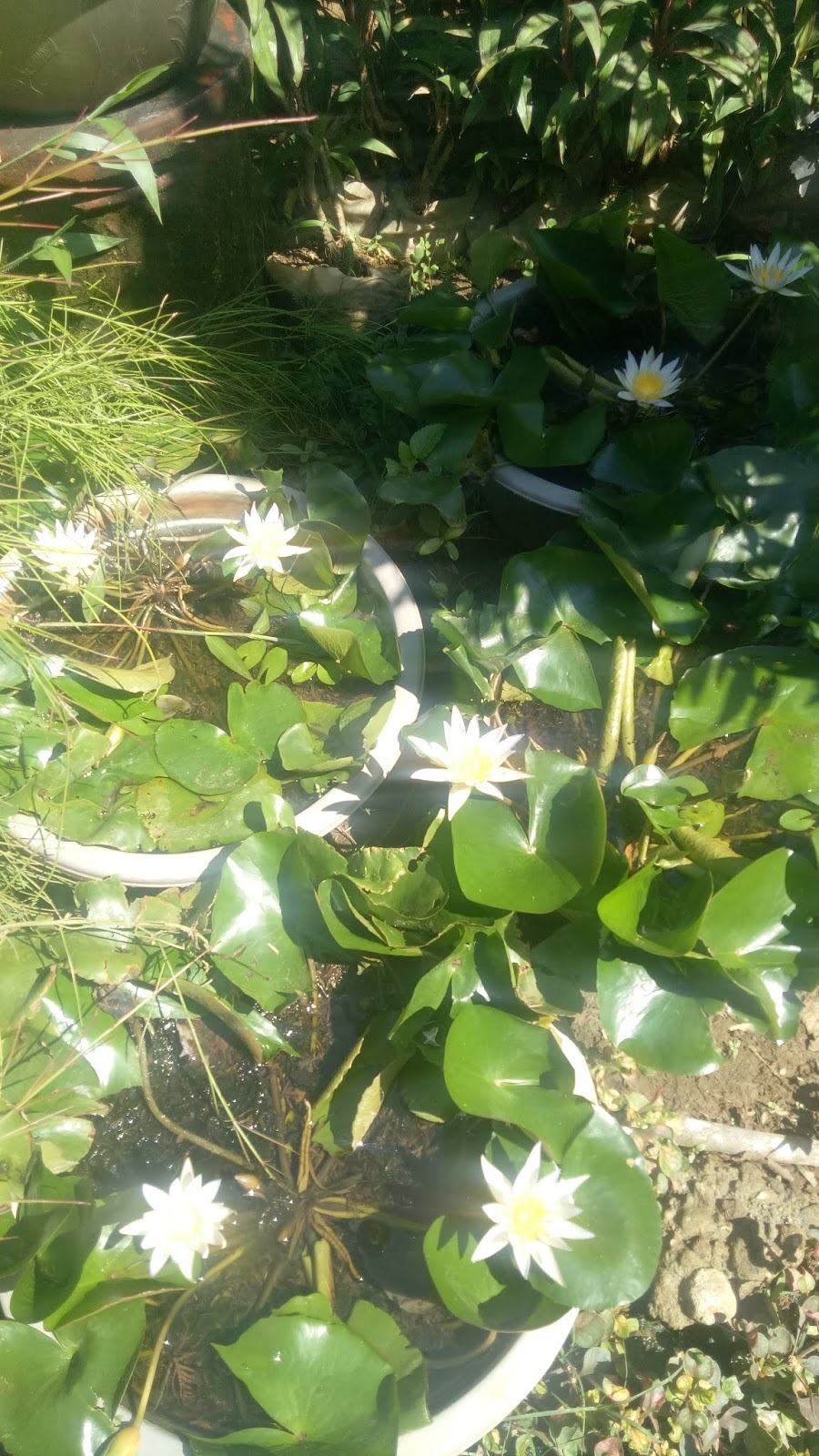 JENIS JENIS TANAMAN HIAS YANG BERBUNGA ~ SINOX NURSERY