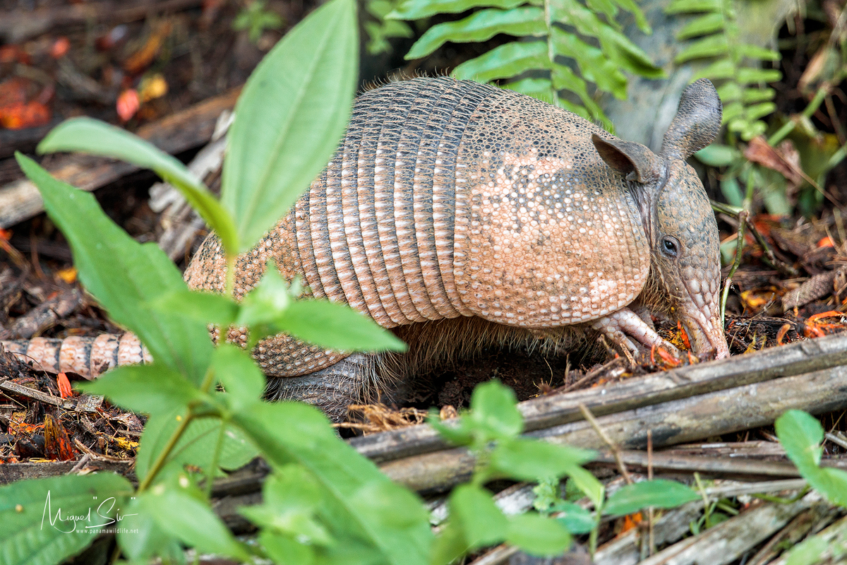Nine-banded Armadillo (Dasypus novemcinctus)