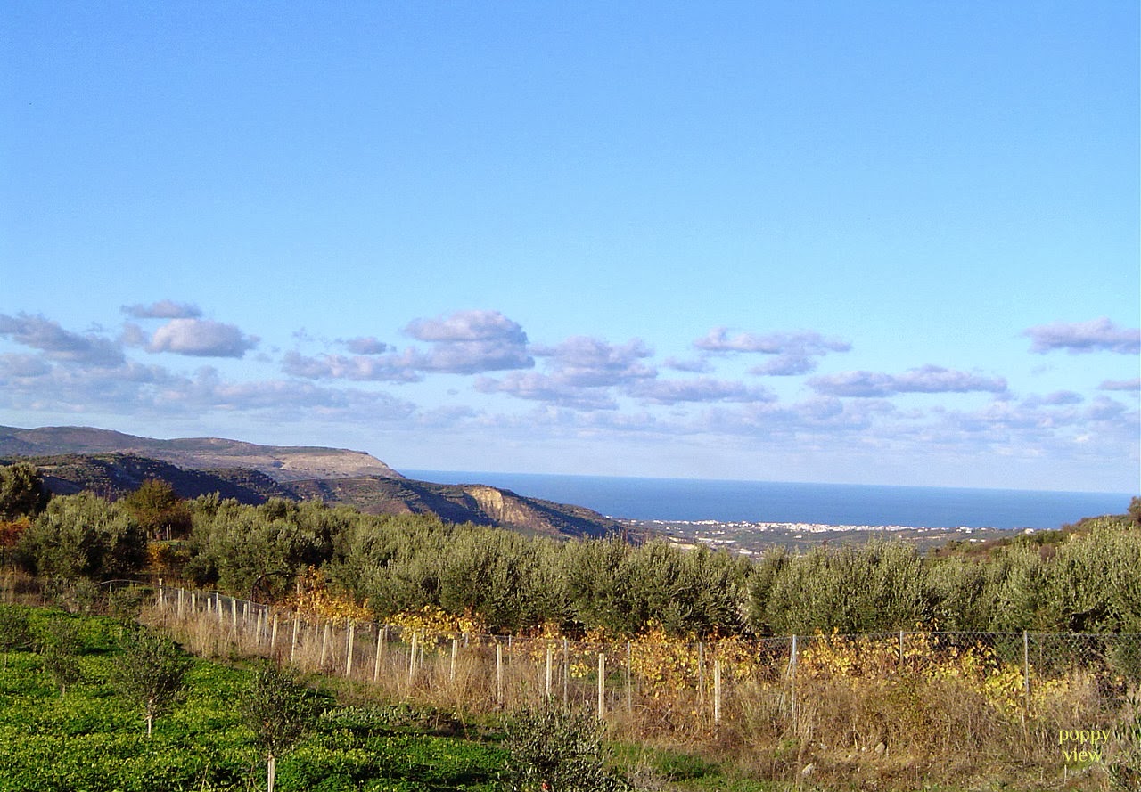 poppy view: Olive Tree Chivalry and Other Acts of Kindness