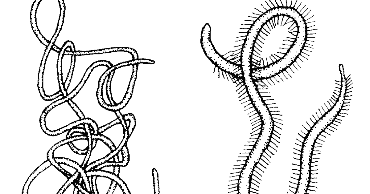 Catalogue of Organisms: Gordians