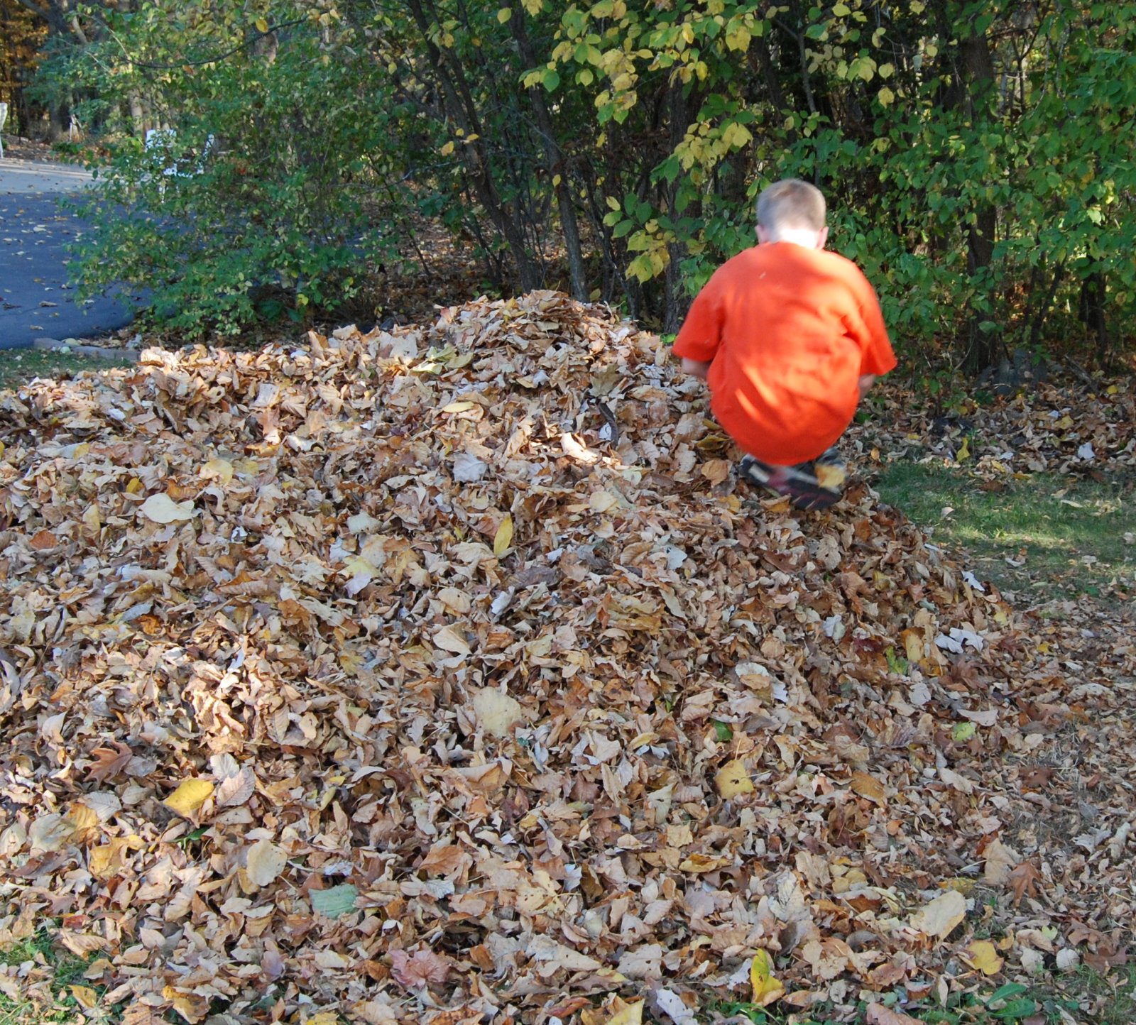 a blonde and 3 boys: Biggest Leaf Pile..EVER!