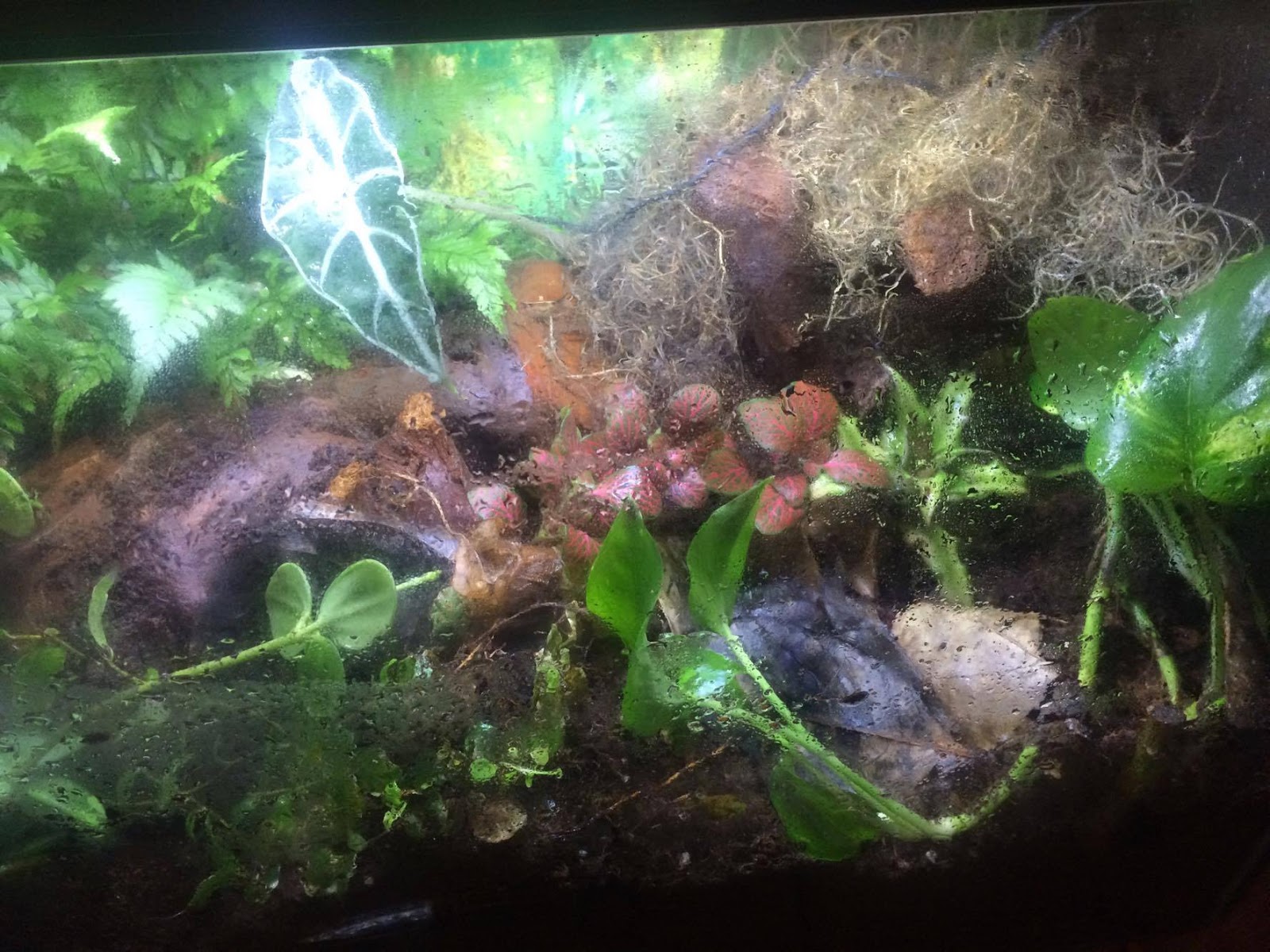 Gothinista: Exo Terra Habisphere Review Update