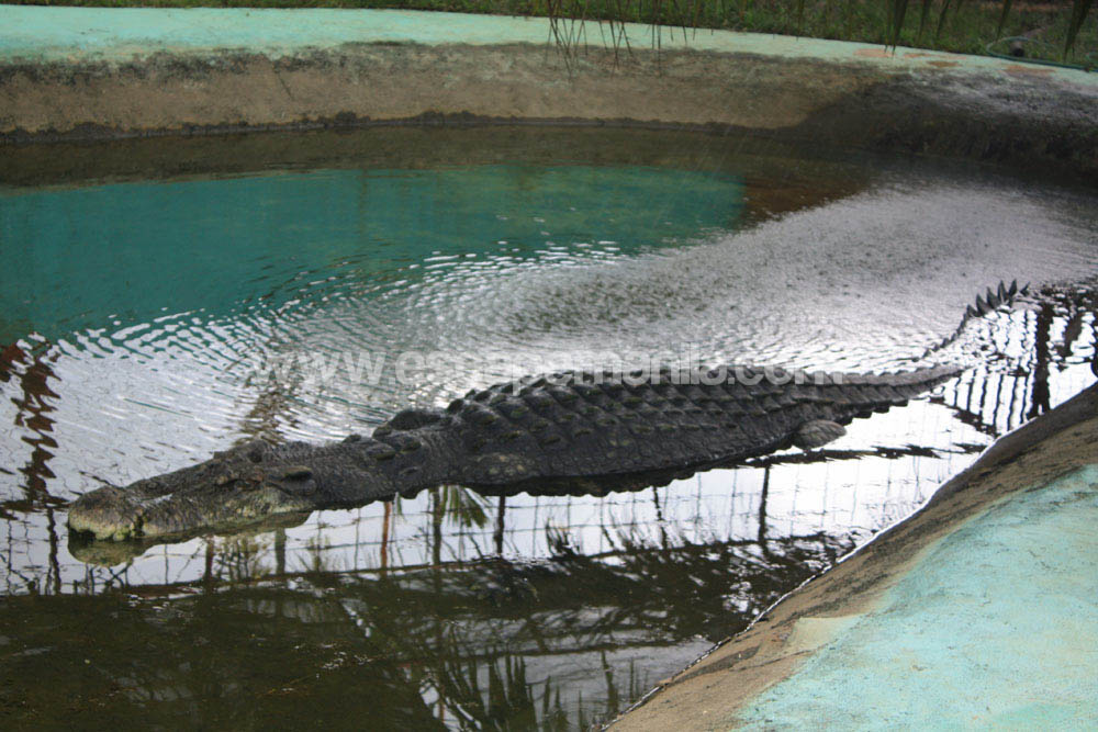 A Close Encounter with Lolong - The Longest Captive Crocodile in the ...