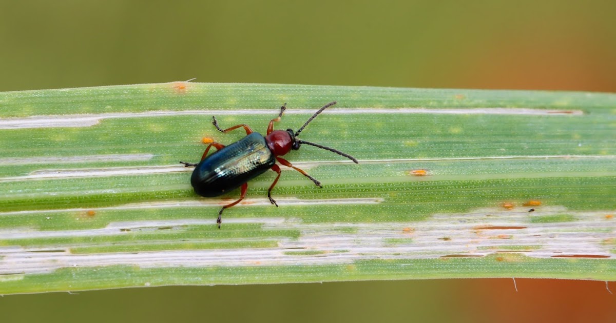 Cuaderno de campo. Naturaleza de Canarias: Oulema melanopus