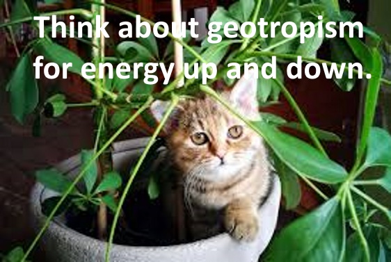 Fun Friday Geotropism