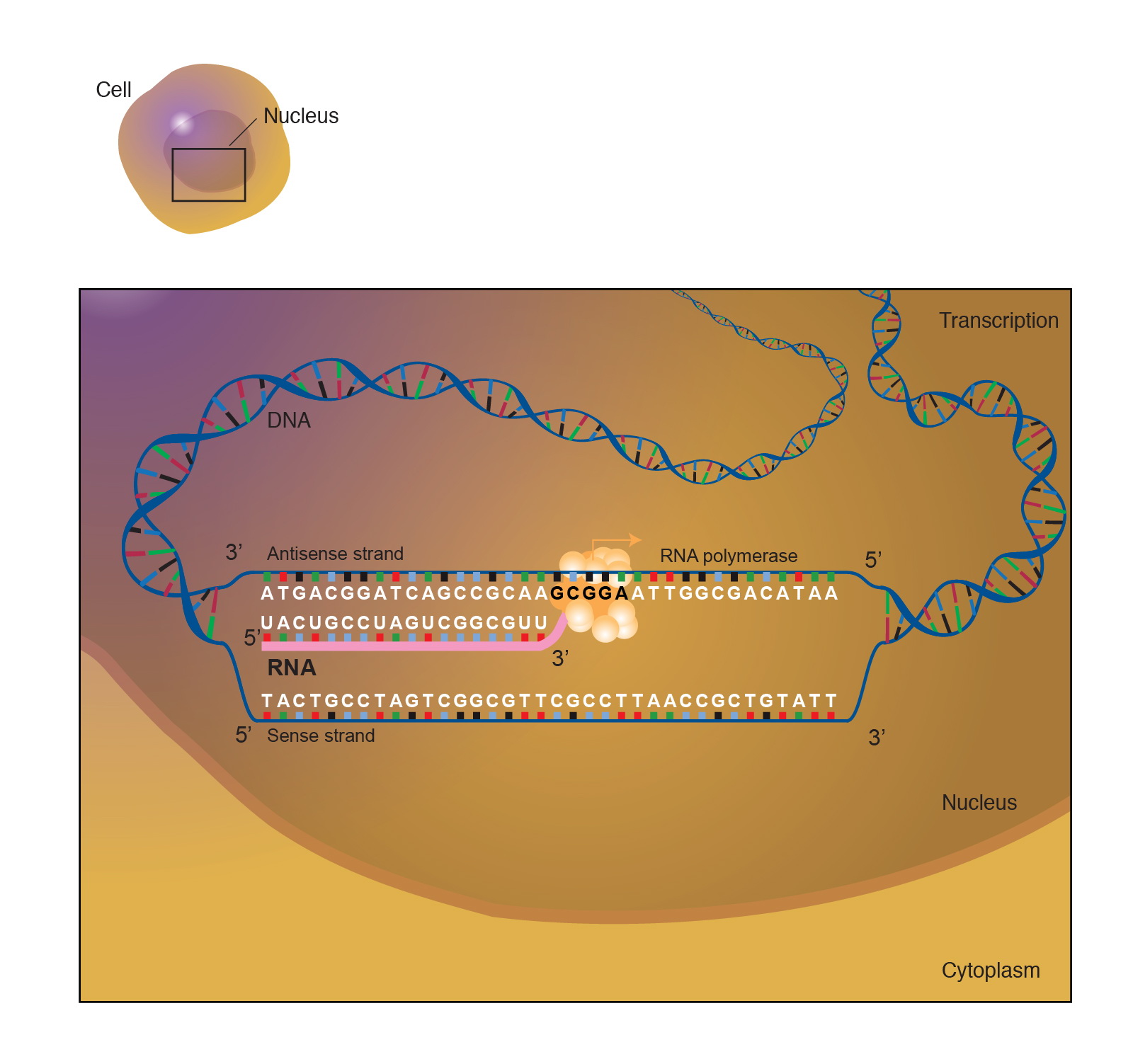 DIÁNOIA: POLIS VS CAOS: GENE:: Modern synthesis and its successors ...