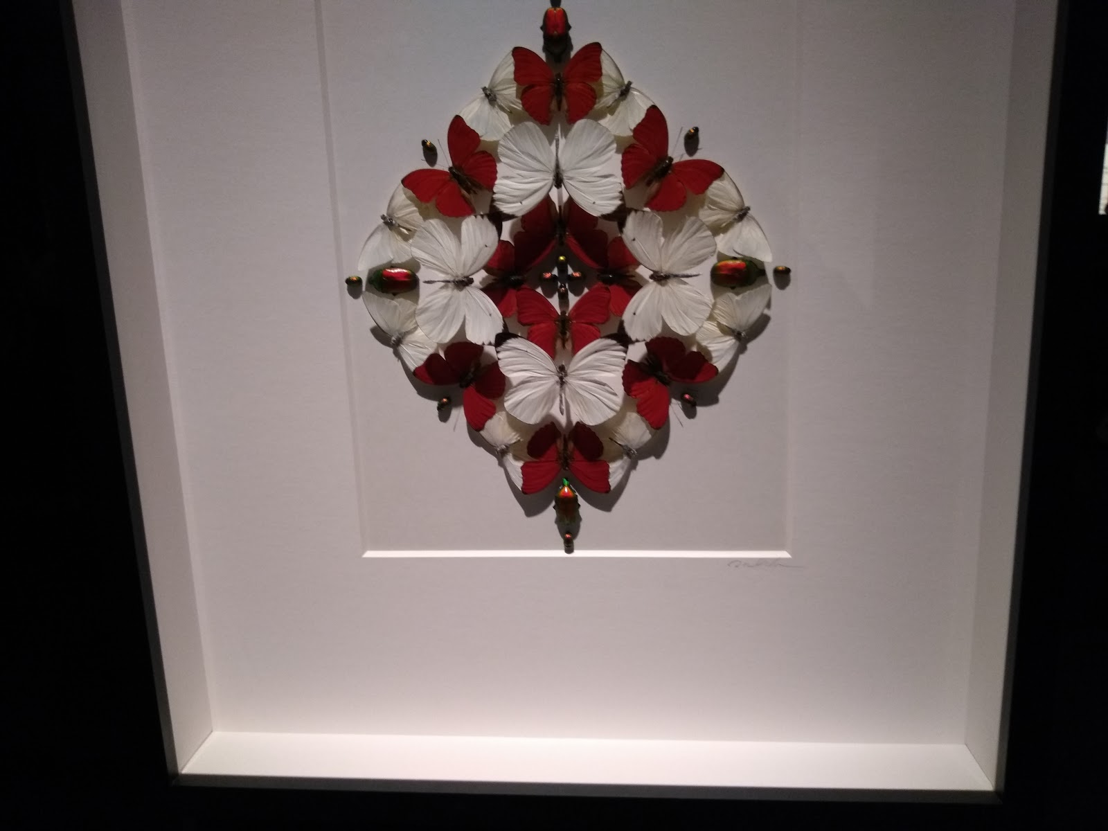 Jenni Enzor: Indoor Nature Walk: Exquisite Creatures and Order in Art