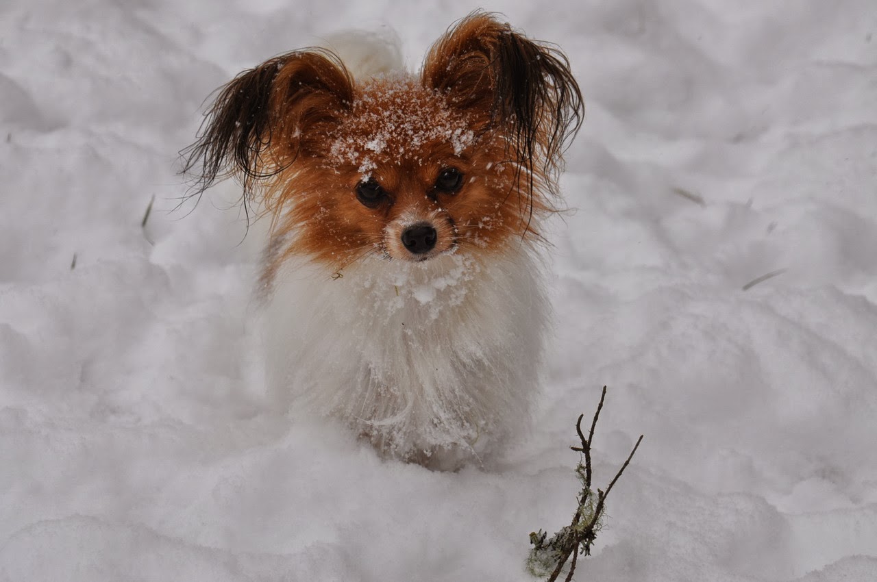 Road's End Papillons : Road's End Snow Bunnies 2014